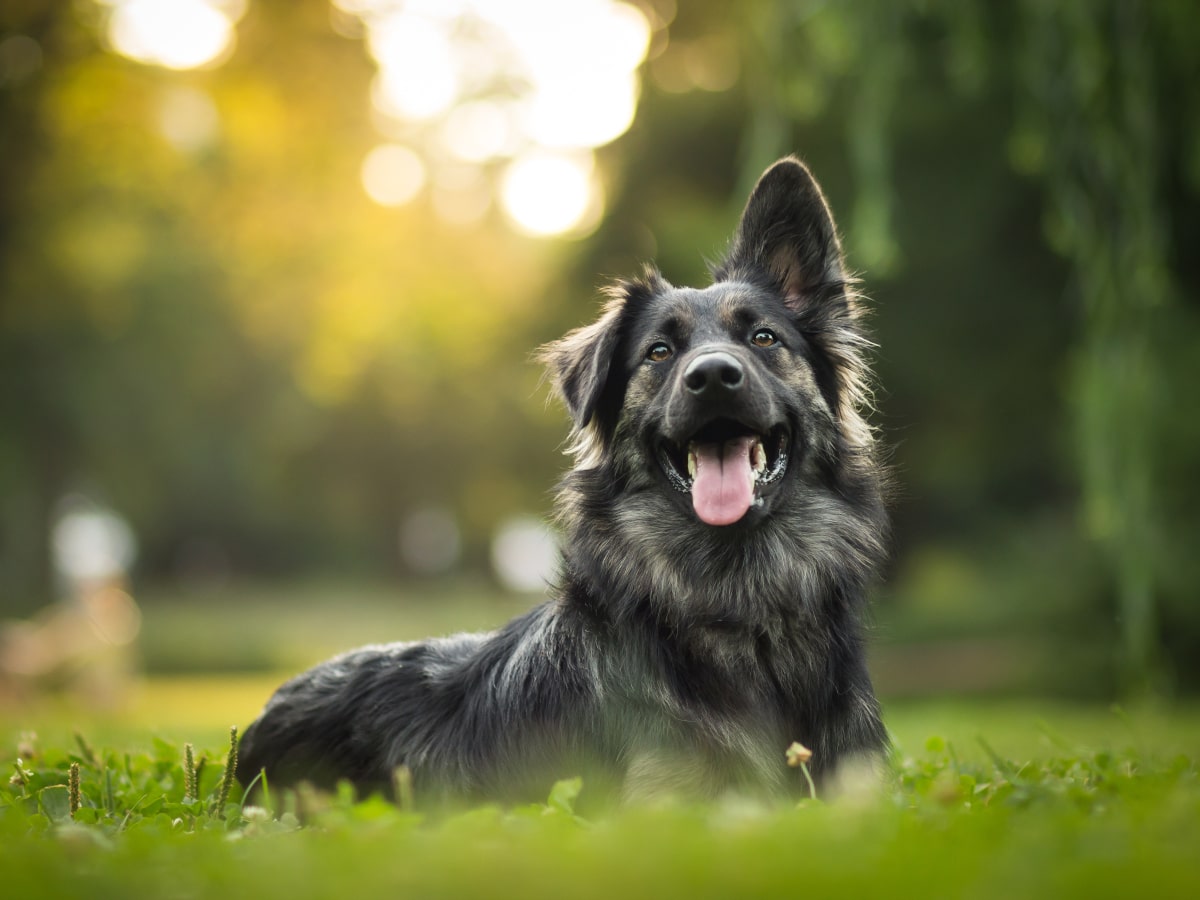 Understanding Your Dog s Body Language Hardy Hound Blog Understanding Your Dog s Body Language Hardy Hound Blog